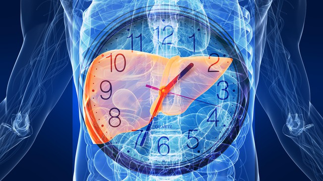 How the liver dances to a day/night rhythm | The Upturned Microscope